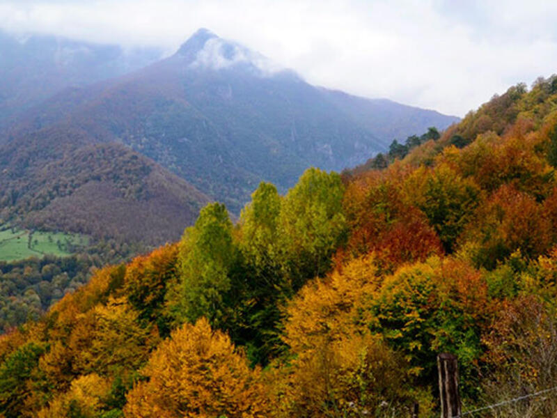 Yenice Ormanları - Karabük Yenice